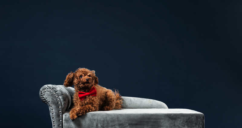 Christmas Trees for Festive Homes | TSB Living NZ